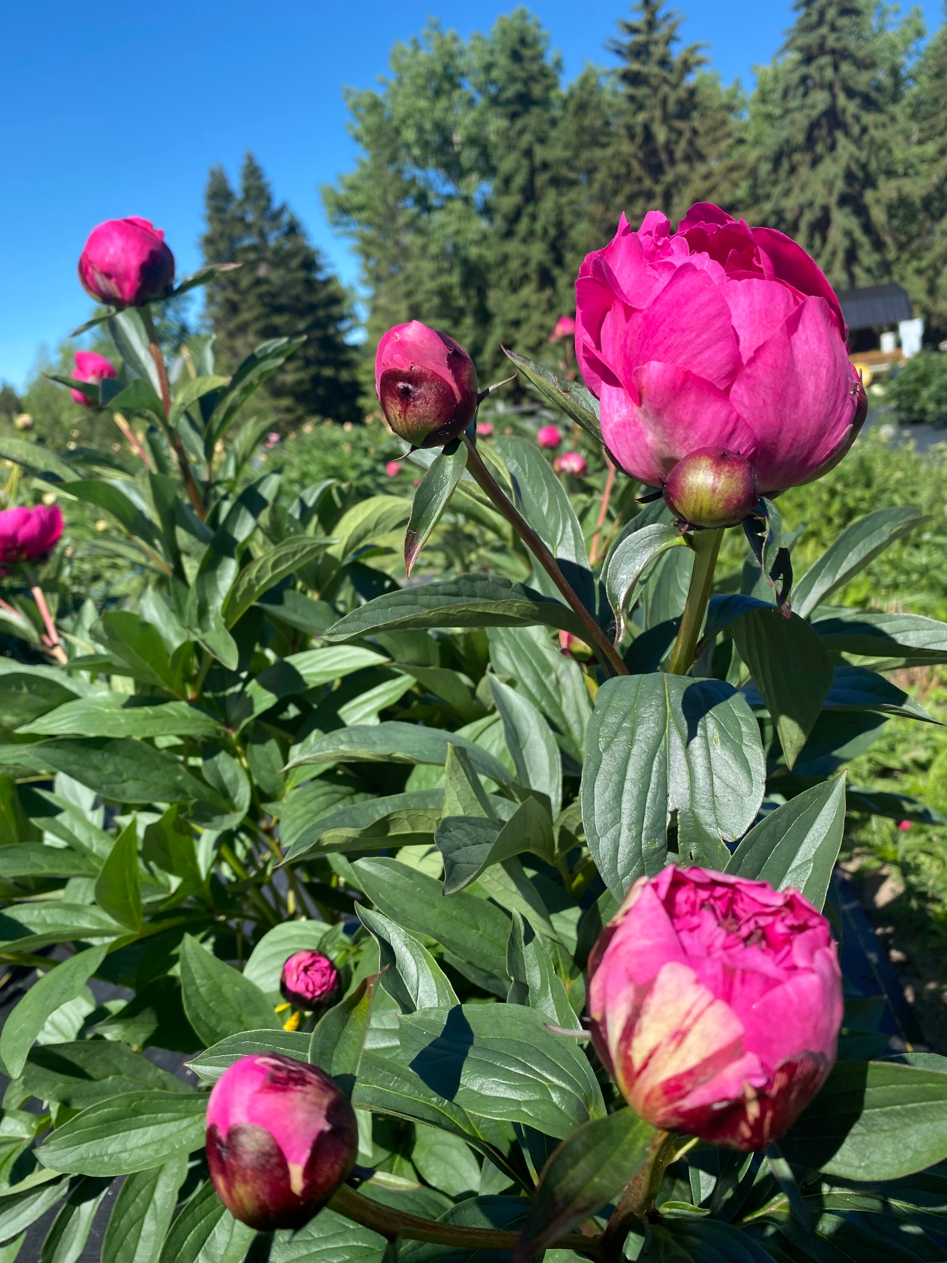 The Bountiful Harvest Season Pass-2025 | Beyond Roots Peony Farm
