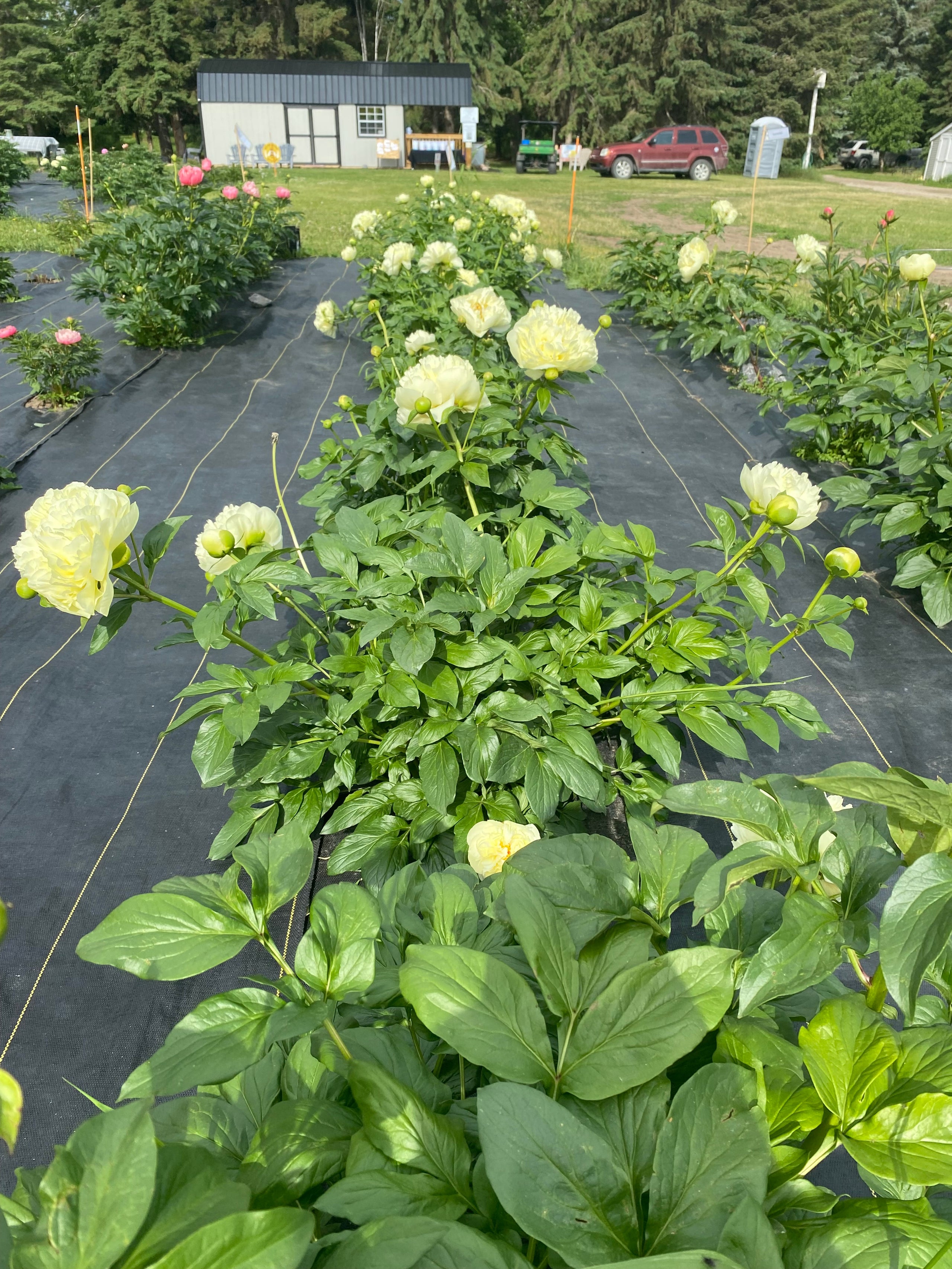 Peony Farm Event July 4th, 2024 - Thursday Evening | Beyond Roots Peony ...